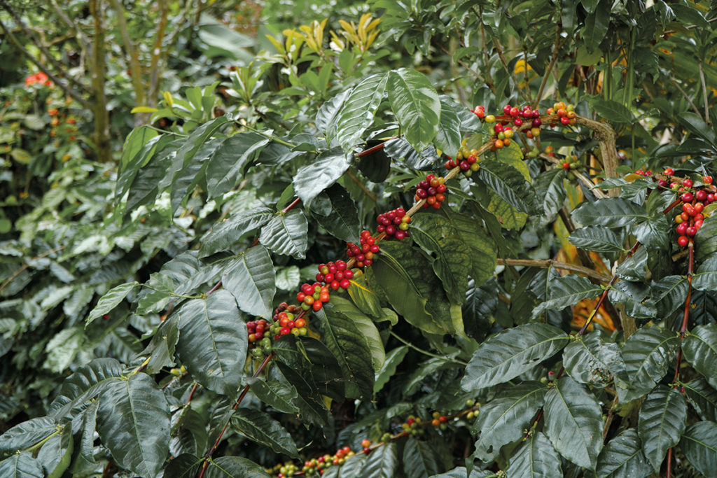 The Journey of Tanamera Coffee: Elevating Indonesia’s Specialty Coffee ...